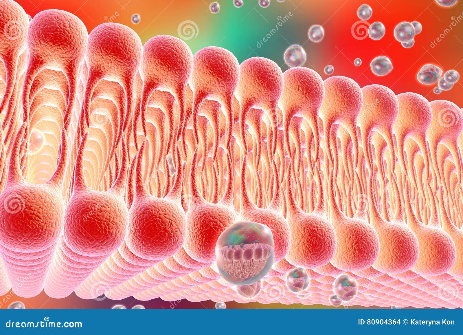 Membrane Cellulaire Avec La Diffusion Des Molécules Illustration Stock ...