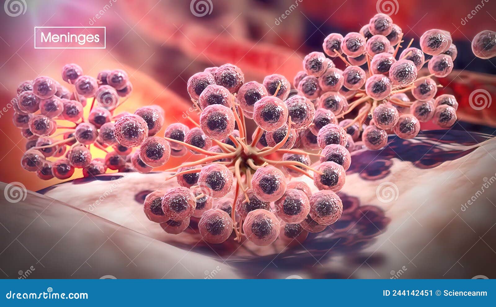 Membrane Structure Surrounding the Meninges, Brain and Spinal Cord ...