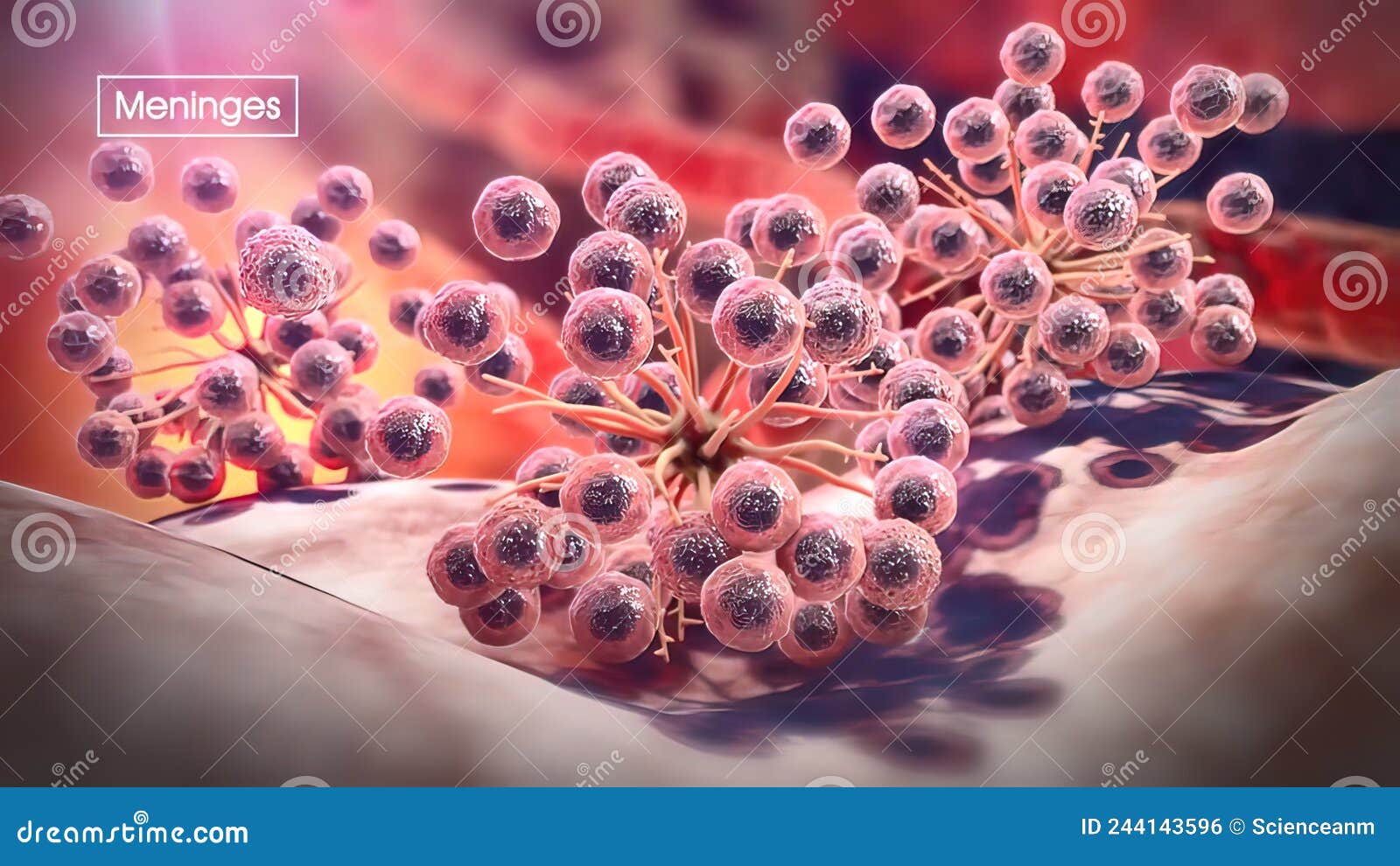 Meninges As Central Brain Part Structure Or Under Skin Layers Outline ...