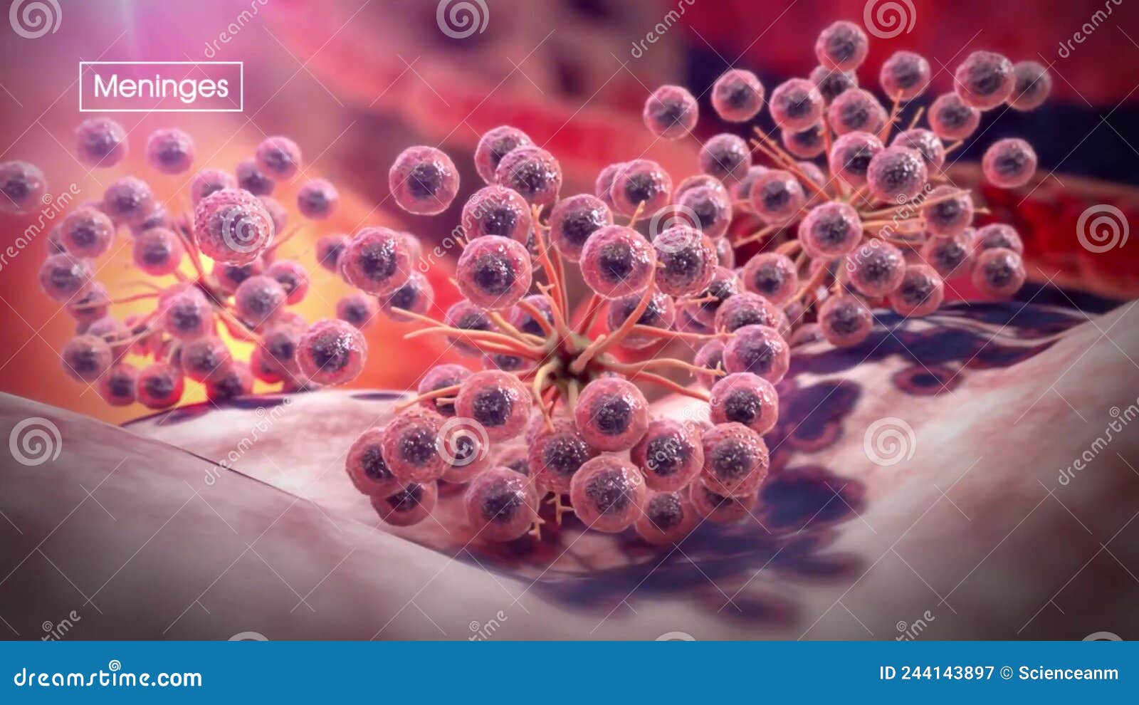 Membrane Structure Surrounding the Meninges, Brain and Spinal Cord ...