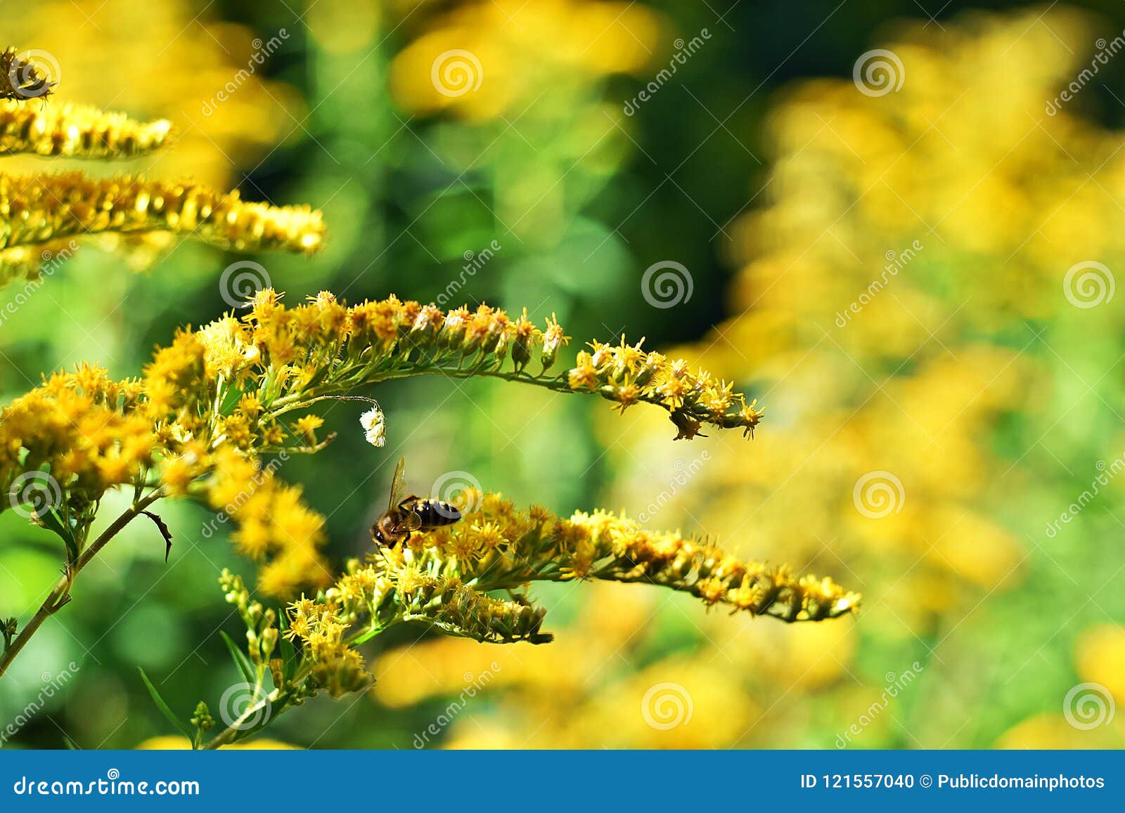 Membrane Winged Insect, Close Up, Honey Bee, Pollen Picture. Image ...