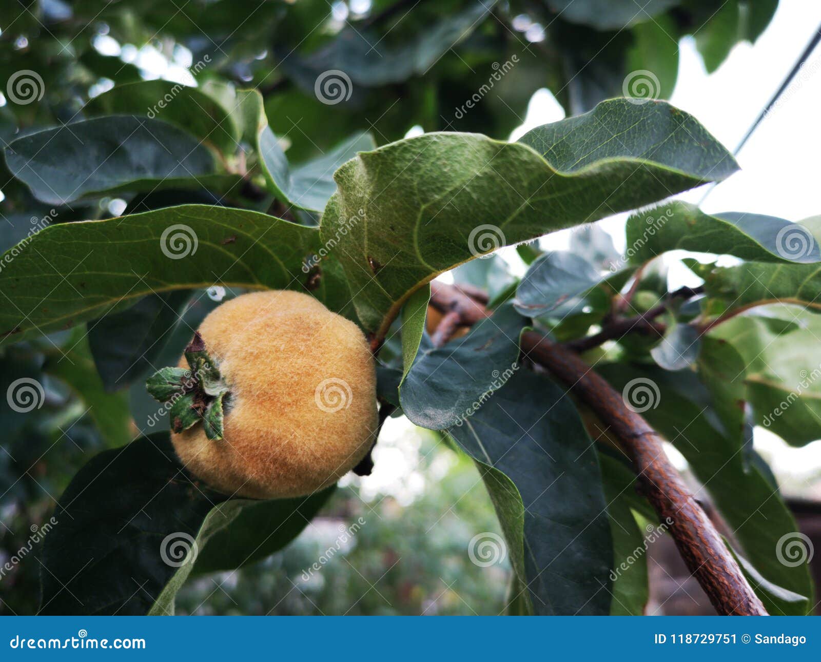 Membrillo Inmaduro De La Fruta Imagen de archivo - Imagen de jugoso ...
