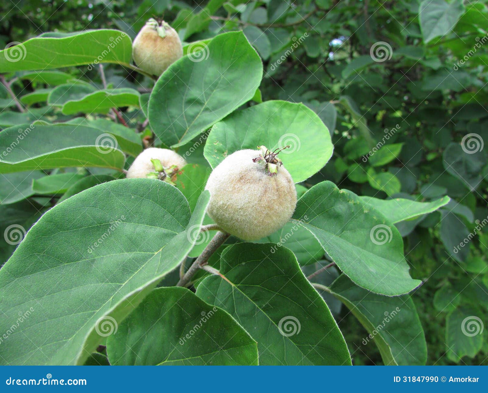 Membrillo Inmaduro De La Fruta Foto de archivo - Imagen de industria ...
