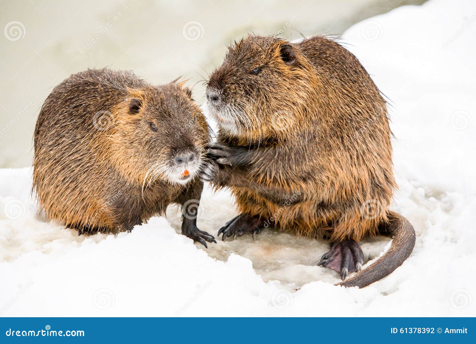 Membros De Uma Família Do Castor Foto de Stock - Imagem de cara, fundo ...