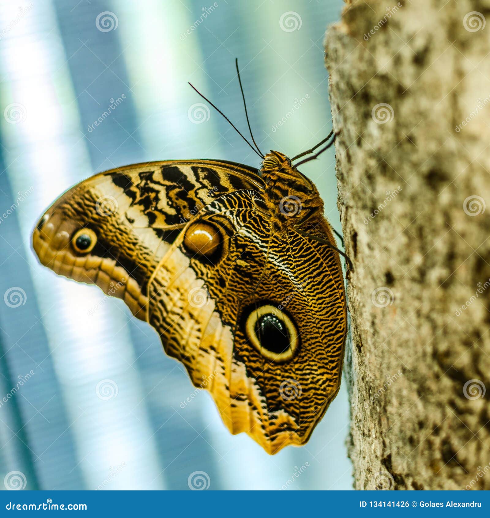 Memnon De Caligo El Búho Gigante Foto de archivo - Imagen de gigante ...