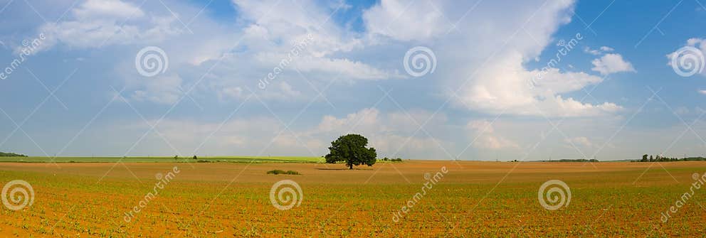Memorable Tree on the Empty Corn Field. Stock Image - Image of green ...