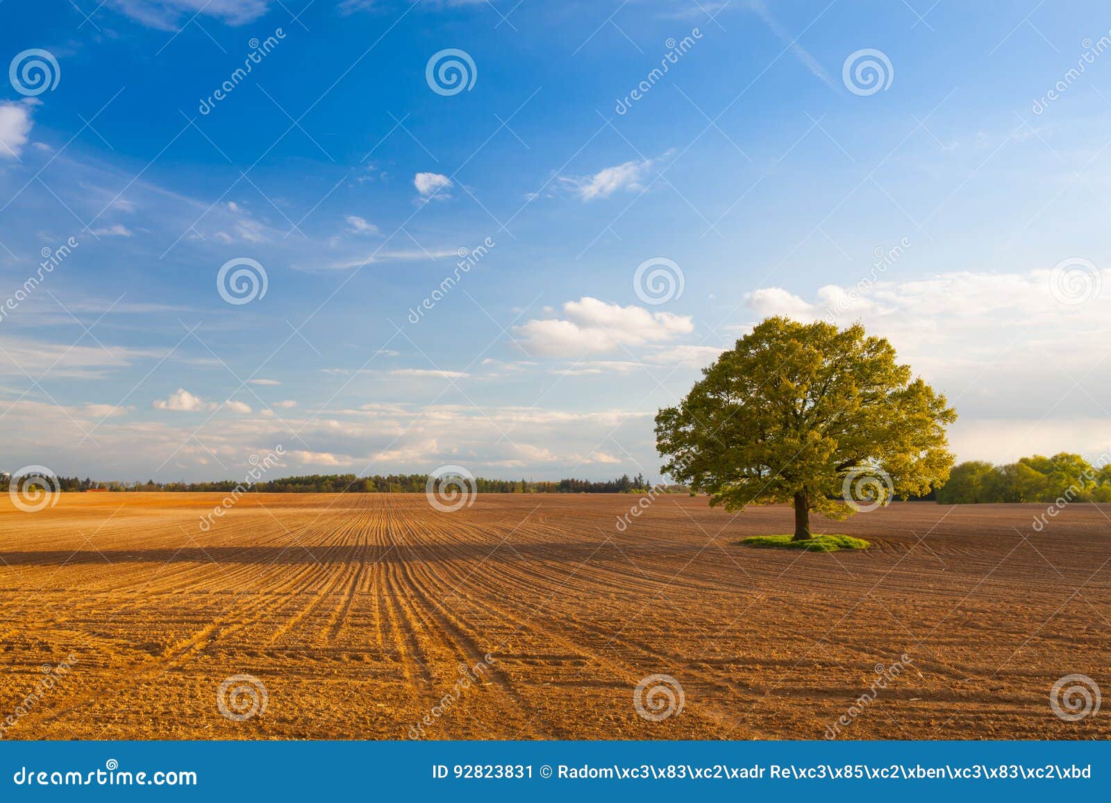 Memorable Tree on the Empty Field Stock Image - Image of outdoor, rural ...