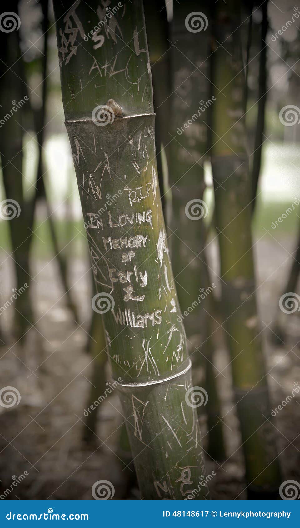Memorial Bamboo Tree stock image. Image of land, markings - 48148617
