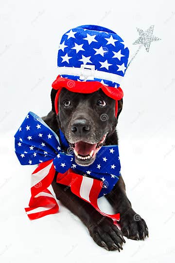 Memorial day dog stock image. Image of culture, american - 14030869