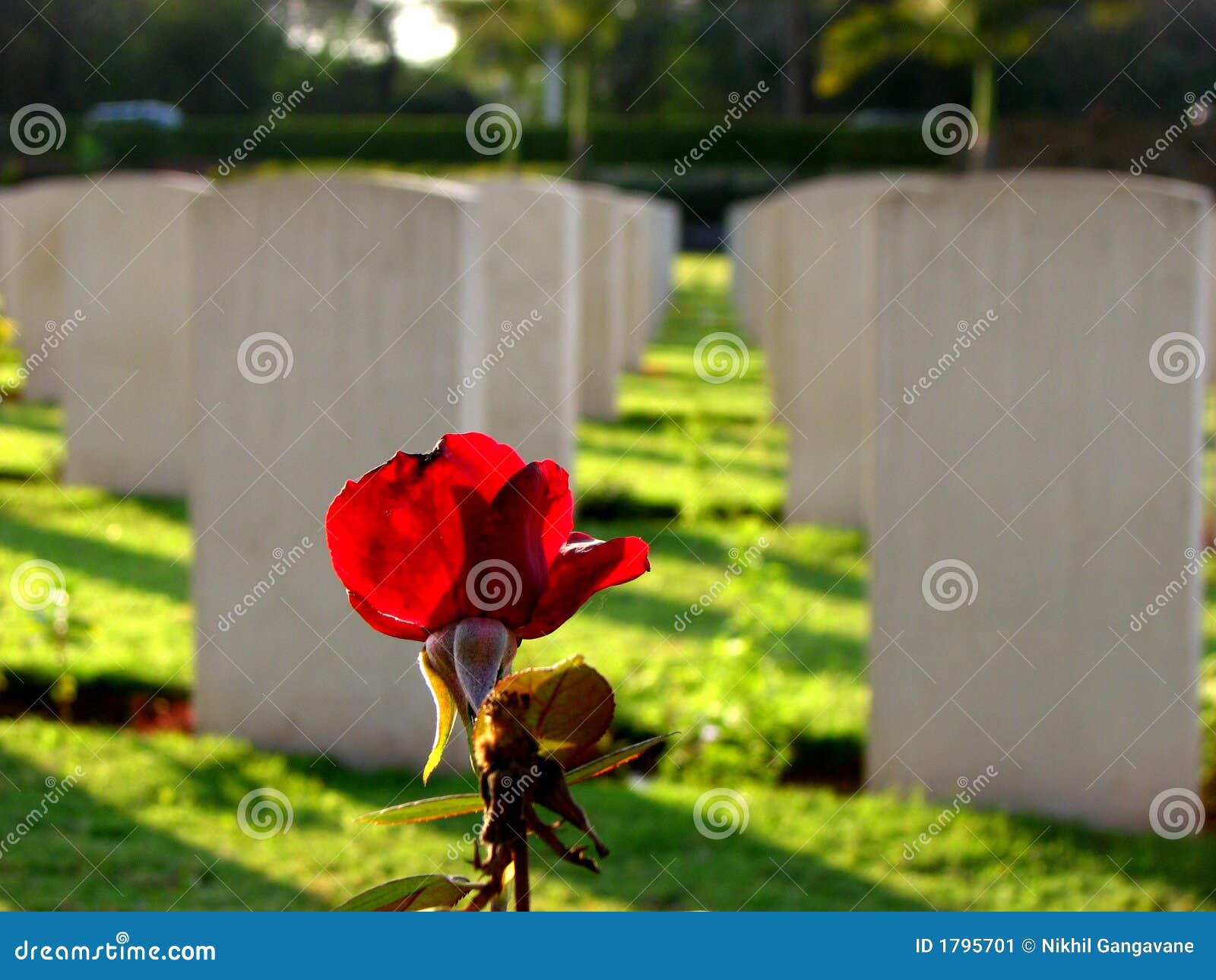 In the Memory stock image. Image of cremation, buried - 1795701