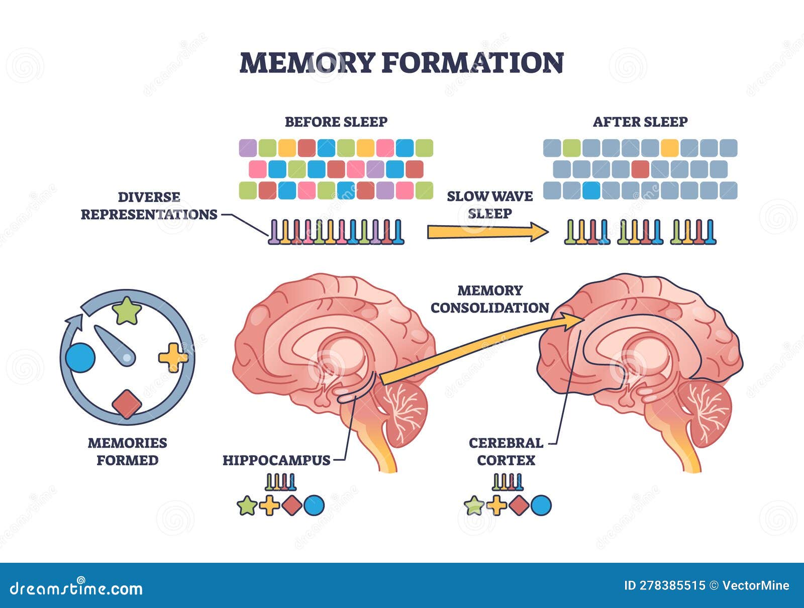 Memory Formation and Effective Processing after Night Sleep Outline ...