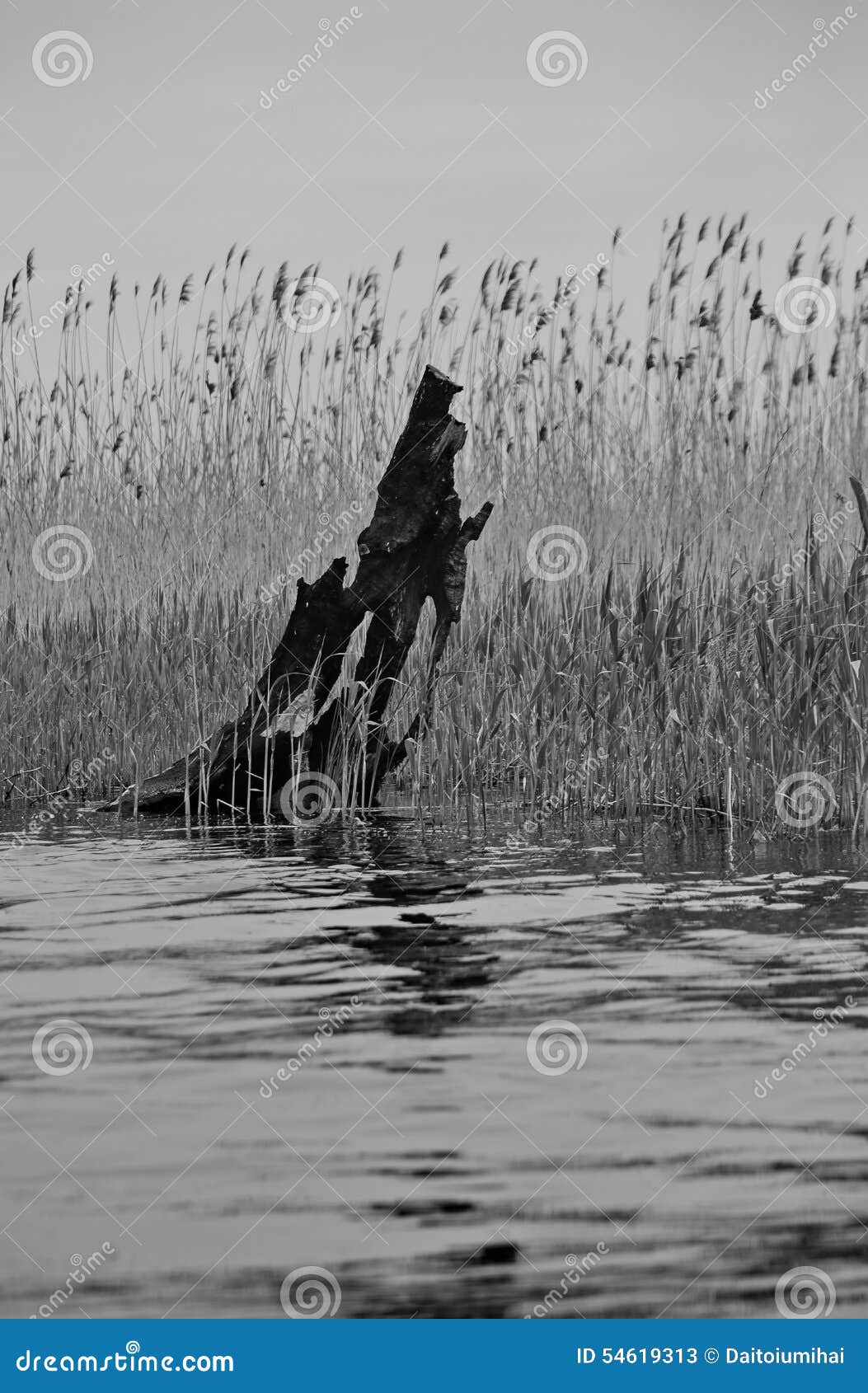 Memory of a tree stock image. Image of green, beauty - 54619313