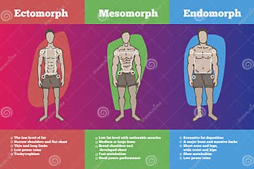 Men body somatotypes stock vector. Illustration of bodyweight - 69086421