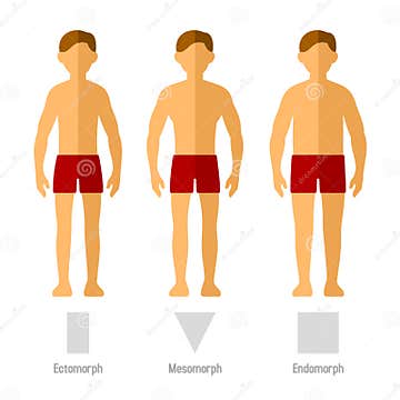 Men Body Types stock vector. Illustration of male, average - 63066108