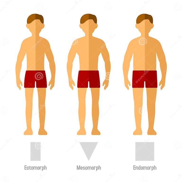 Men Body Types stock vector. Illustration of male, average - 63066108