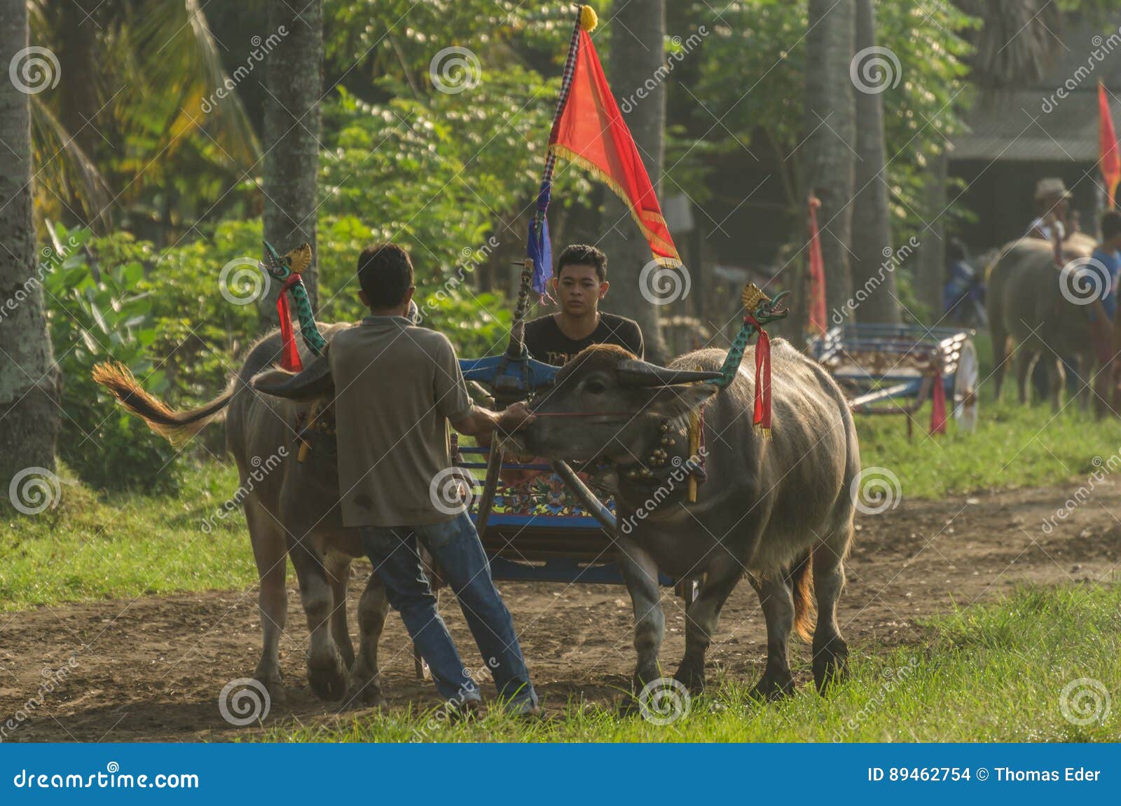 Men in bull run in bali editorial stock image. Image of taking - 89462754