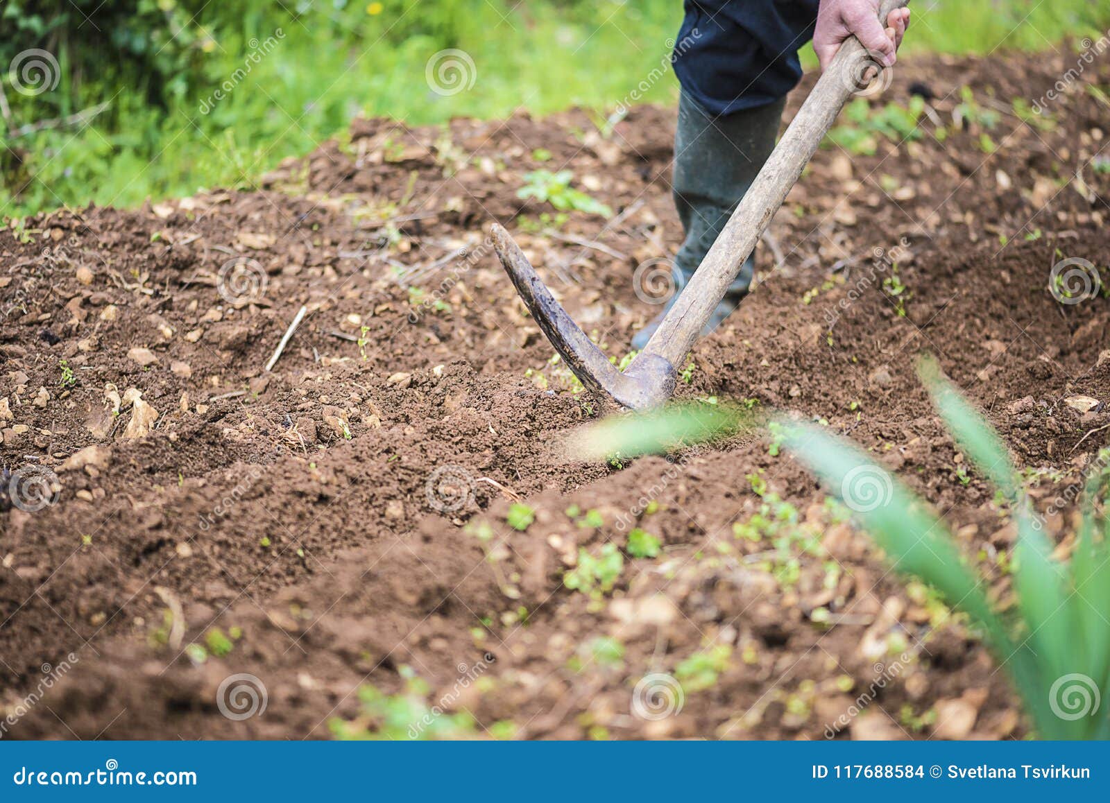 Men Digging the Ground with Pickaxe Stock Photo - Image of boots ...