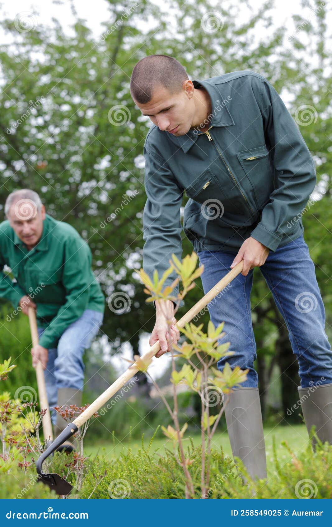 Men Digging with Spade on Garden Stock Image - Image of fifties ...
