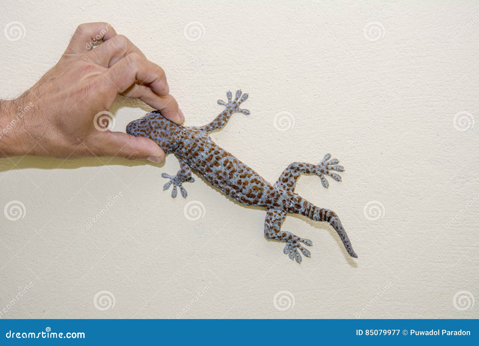 Men Hand Holding a Gecko Head Stock Image - Image of reptile, closeup ...