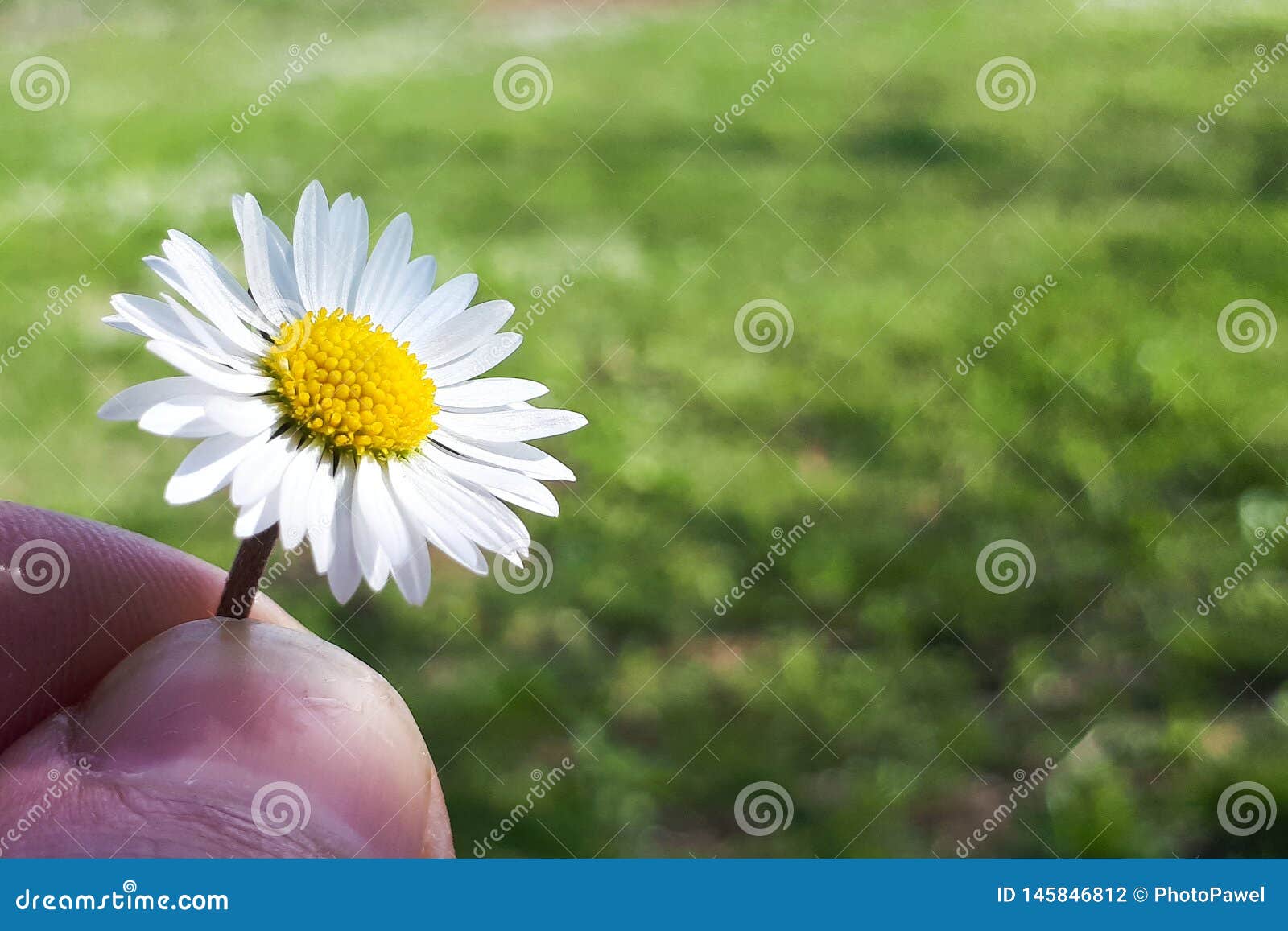 Hands Offering Flowers Stock Photos - Download 251 Royalty Free Photos