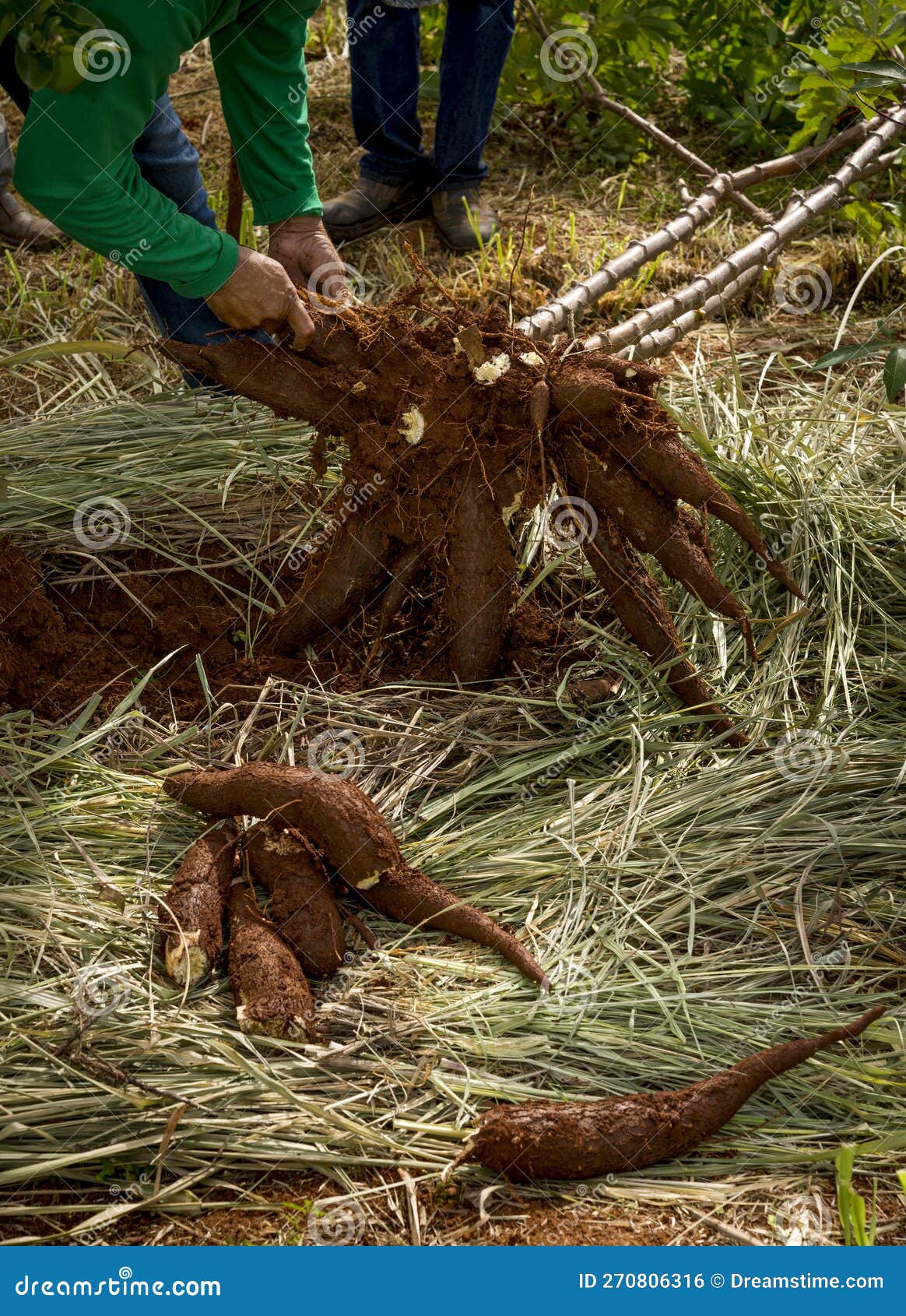 Men Harvesting Manioc, Removing the Root from the Ground, Growing ...