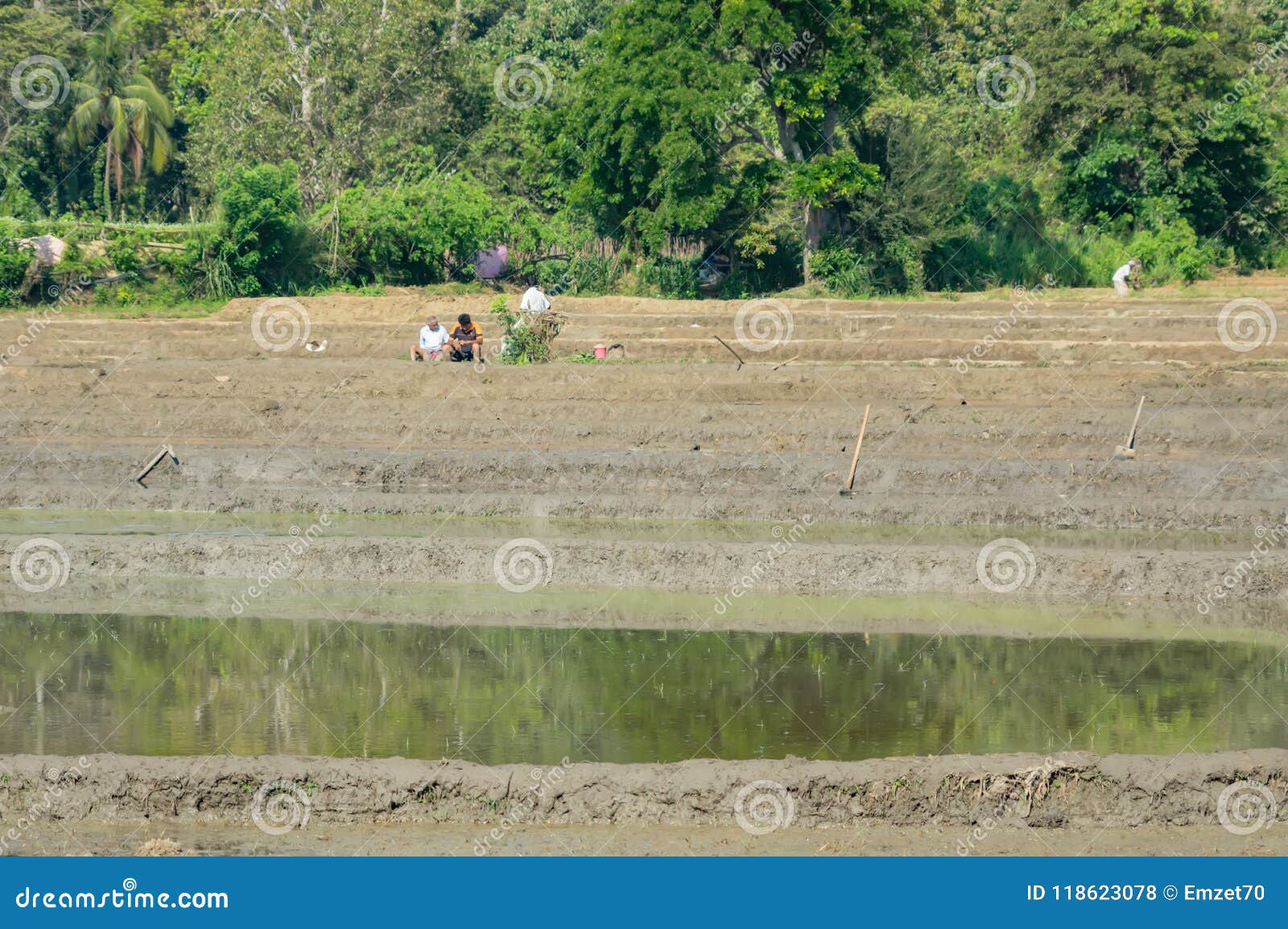 Rest in the rice field. stock photo. Image of palm, birds - 118623078