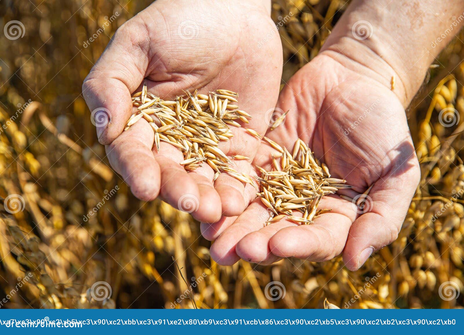 Men`s Hands with a Handful of Oats on the Background of a Field with ...
