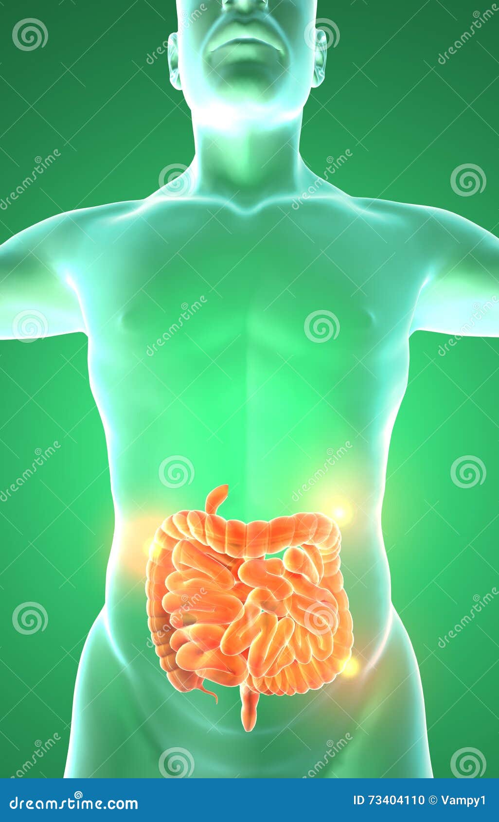 Men S Internal Organs, Digestive System Intestines. Stock Photo - Image ...