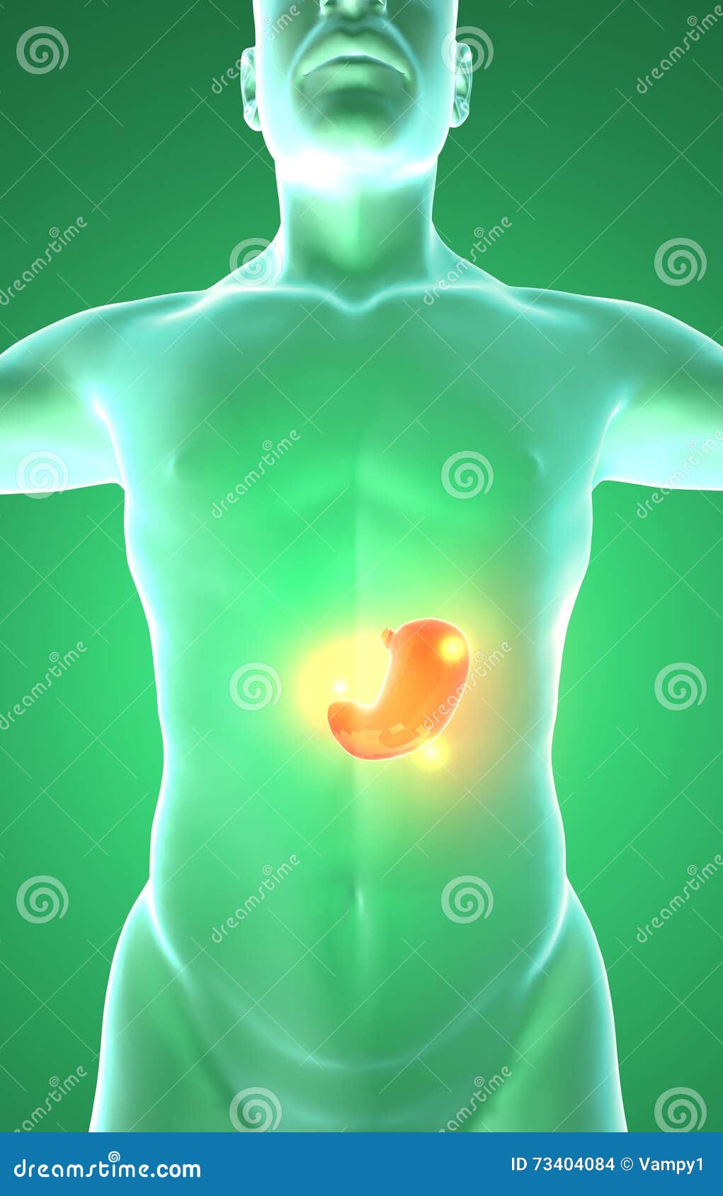 Stomach Organs Anatomy