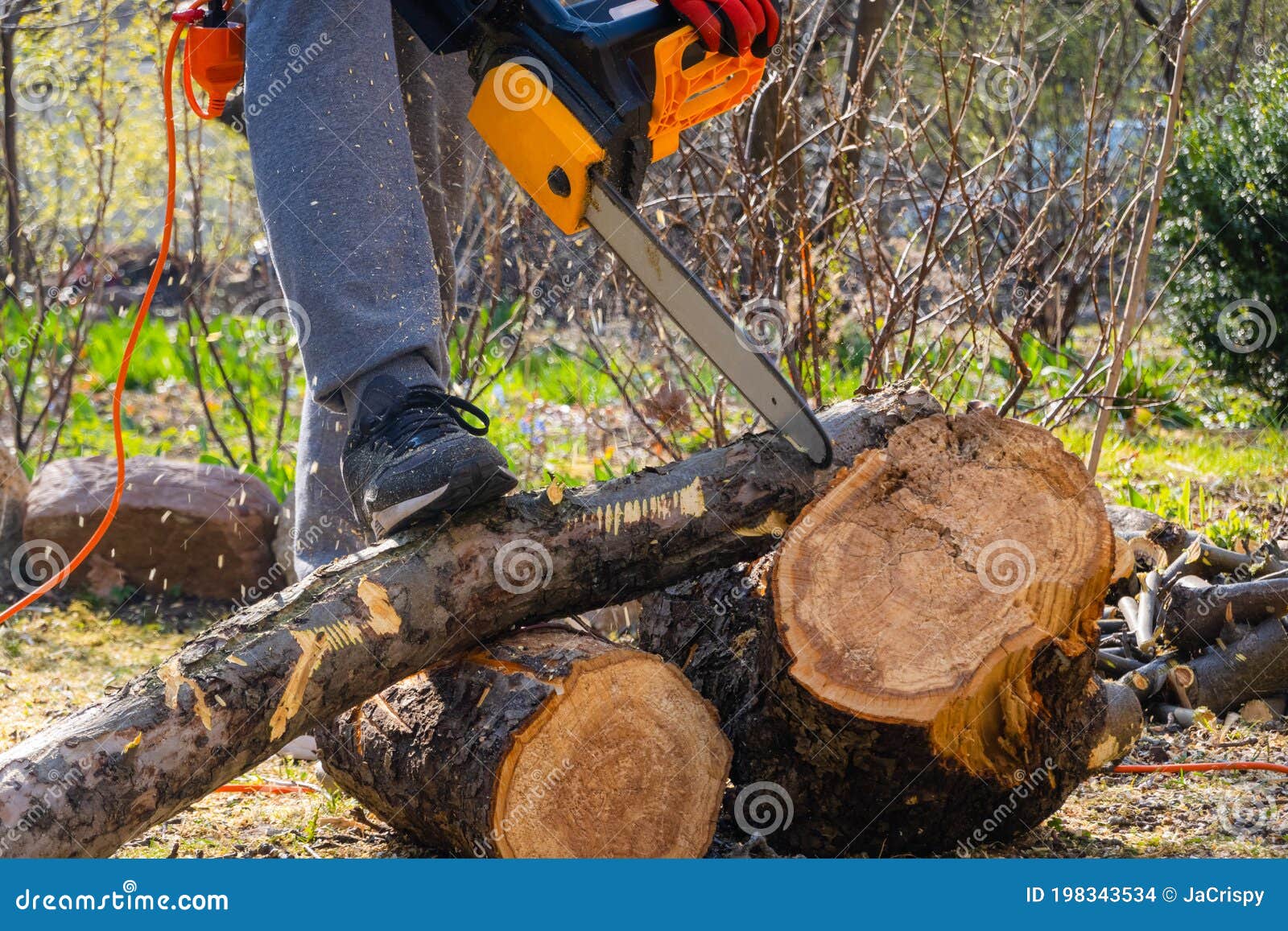 Men Sawing Apple Tree with a Chainsaw in His Backyard. Worker Pruning ...