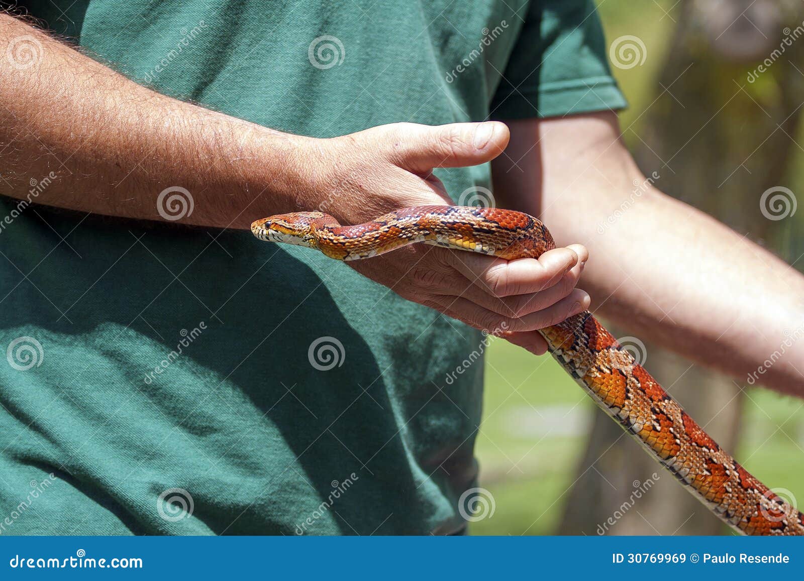 Men with snake stock image. Image of snake, holding, people - 30769969