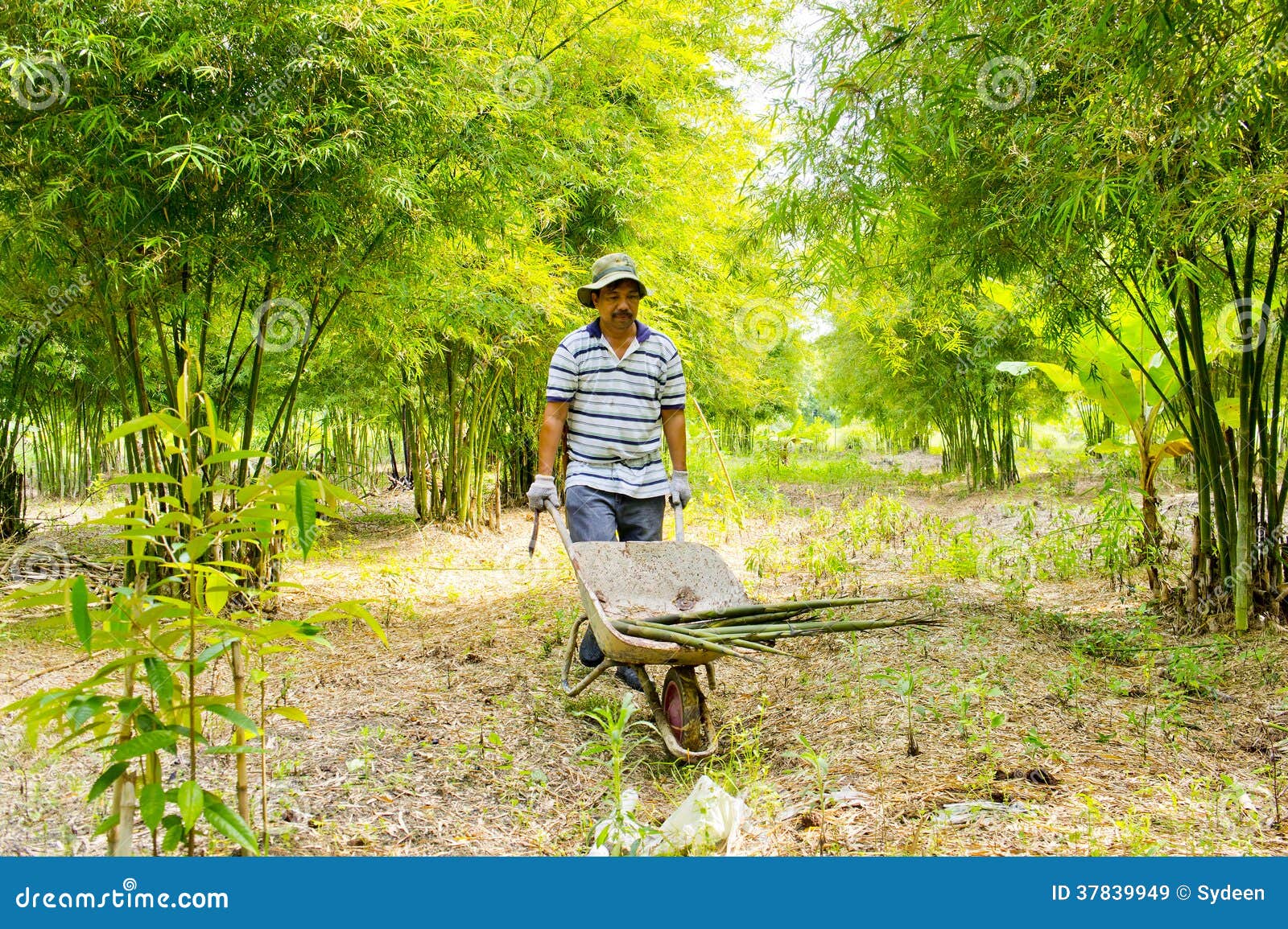 Men use a wheelbarrow stock image. Image of market, season - 37839949