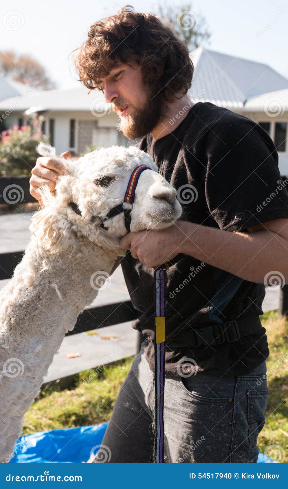 Men and white alpaca stock photo. Image of shorn, fleece - 54517940