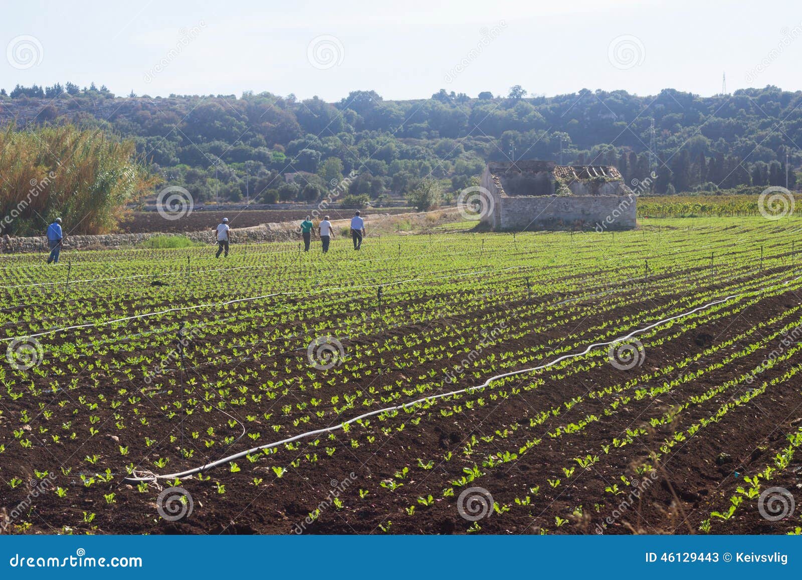 Men Working on Commercial Field Editorial Stock Photo - Image of people ...