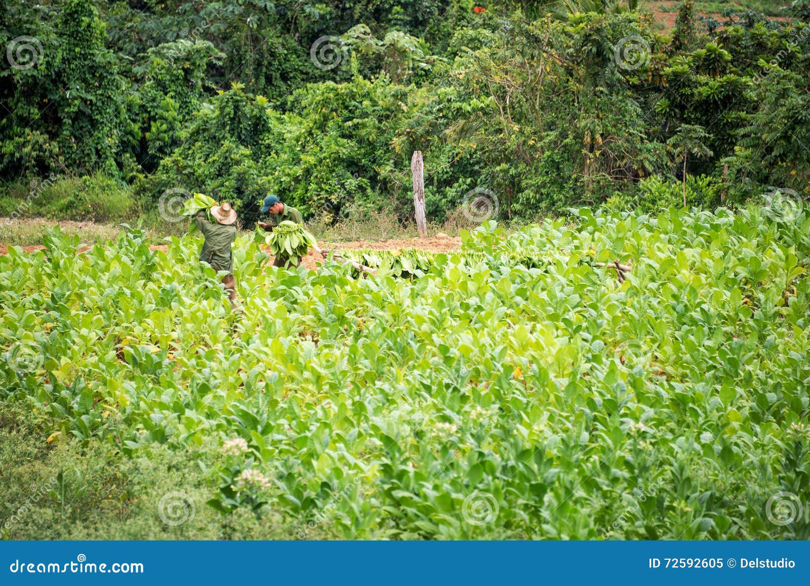 Men Working in a Field during Harvest in Vinales, Cuba Editorial Image ...