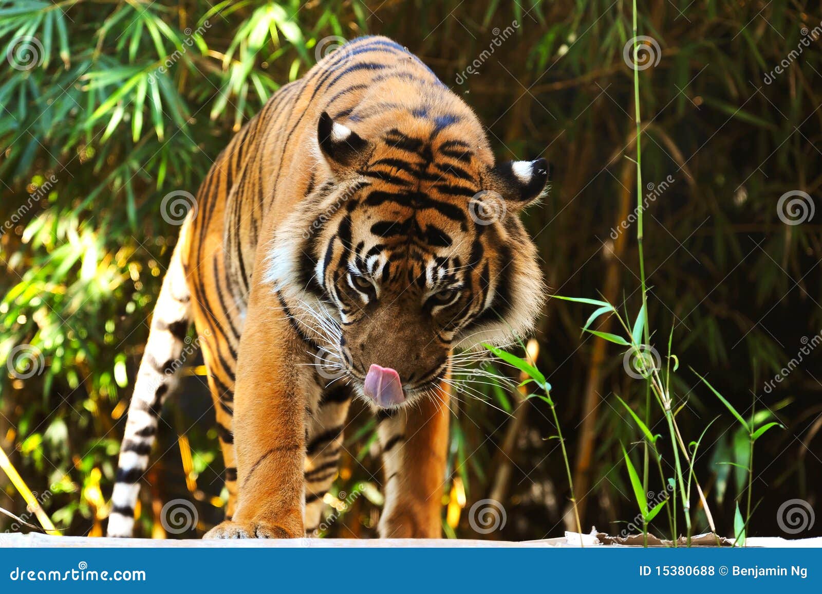 Menacing Angry Tiger Staring Stock Photo - Image of stare, tiger: 15380688