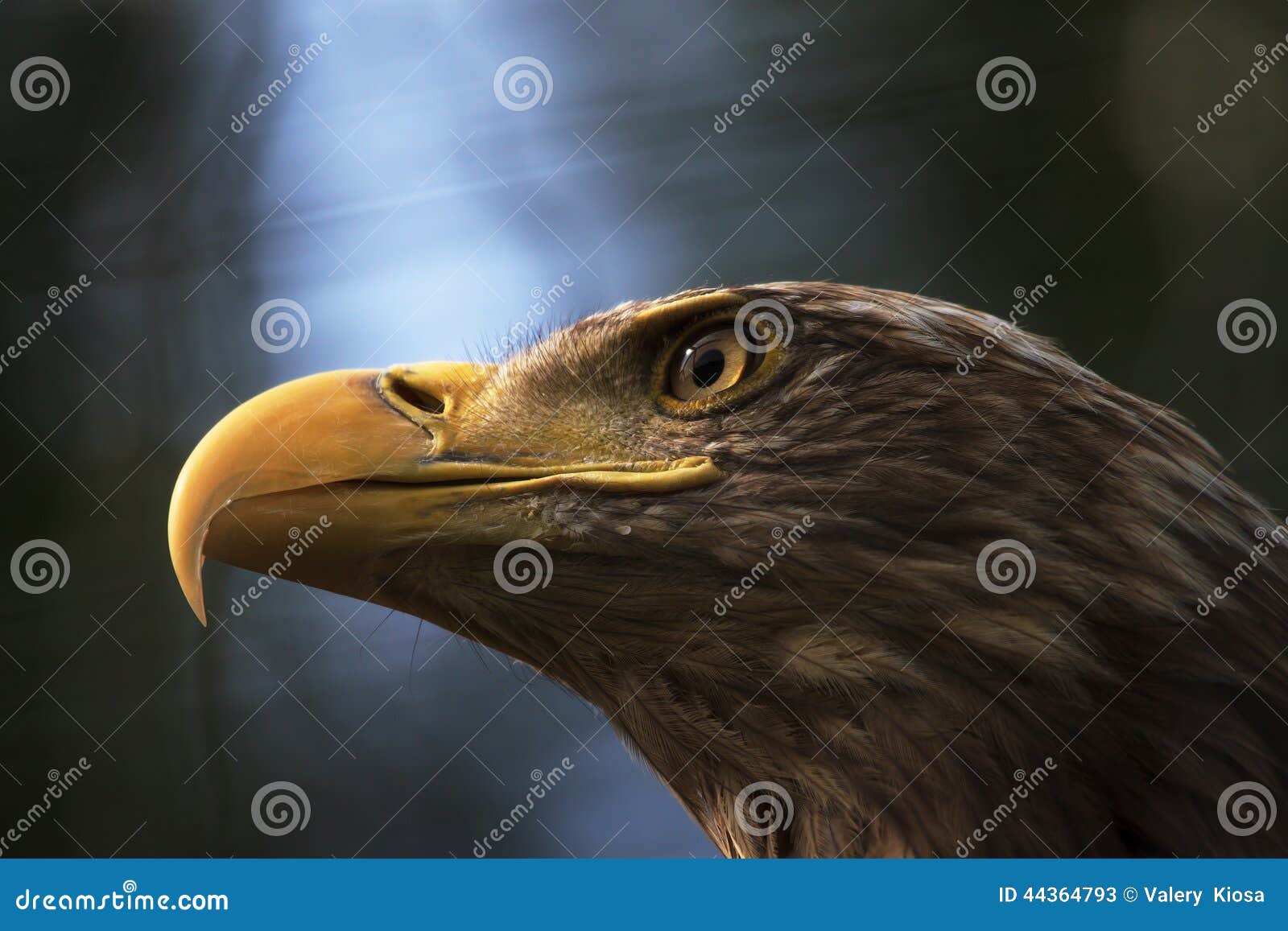 Menacing bird stock image. Image of beak, profile, yellow - 44364793
