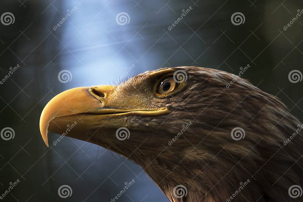 Menacing bird stock image. Image of beak, profile, yellow - 44364793