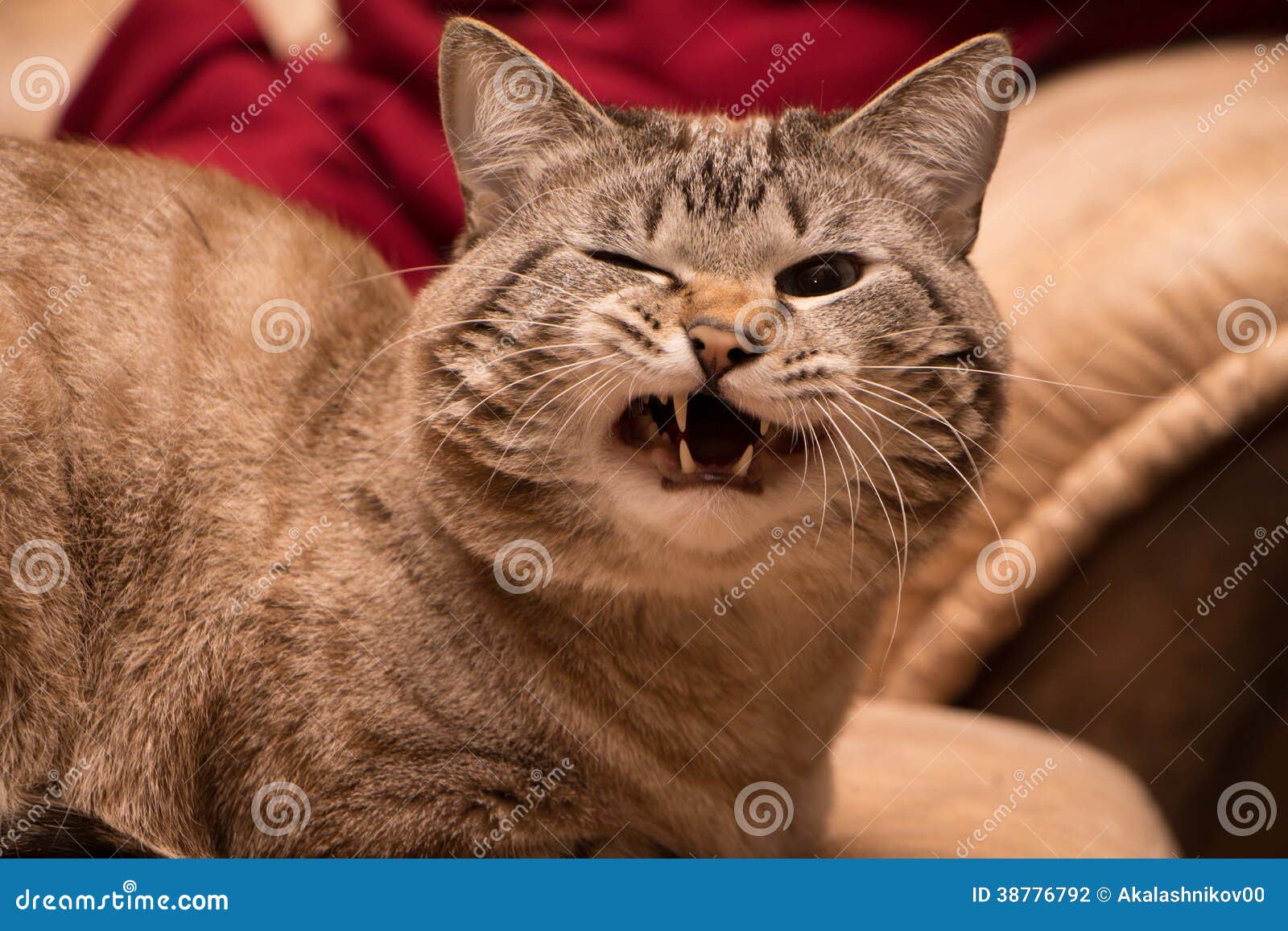 Menacing cat stock photo. Image of purebred, feelings - 38776792