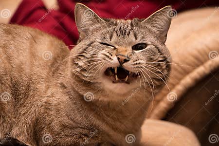 Menacing cat stock photo. Image of purebred, feelings - 38776792
