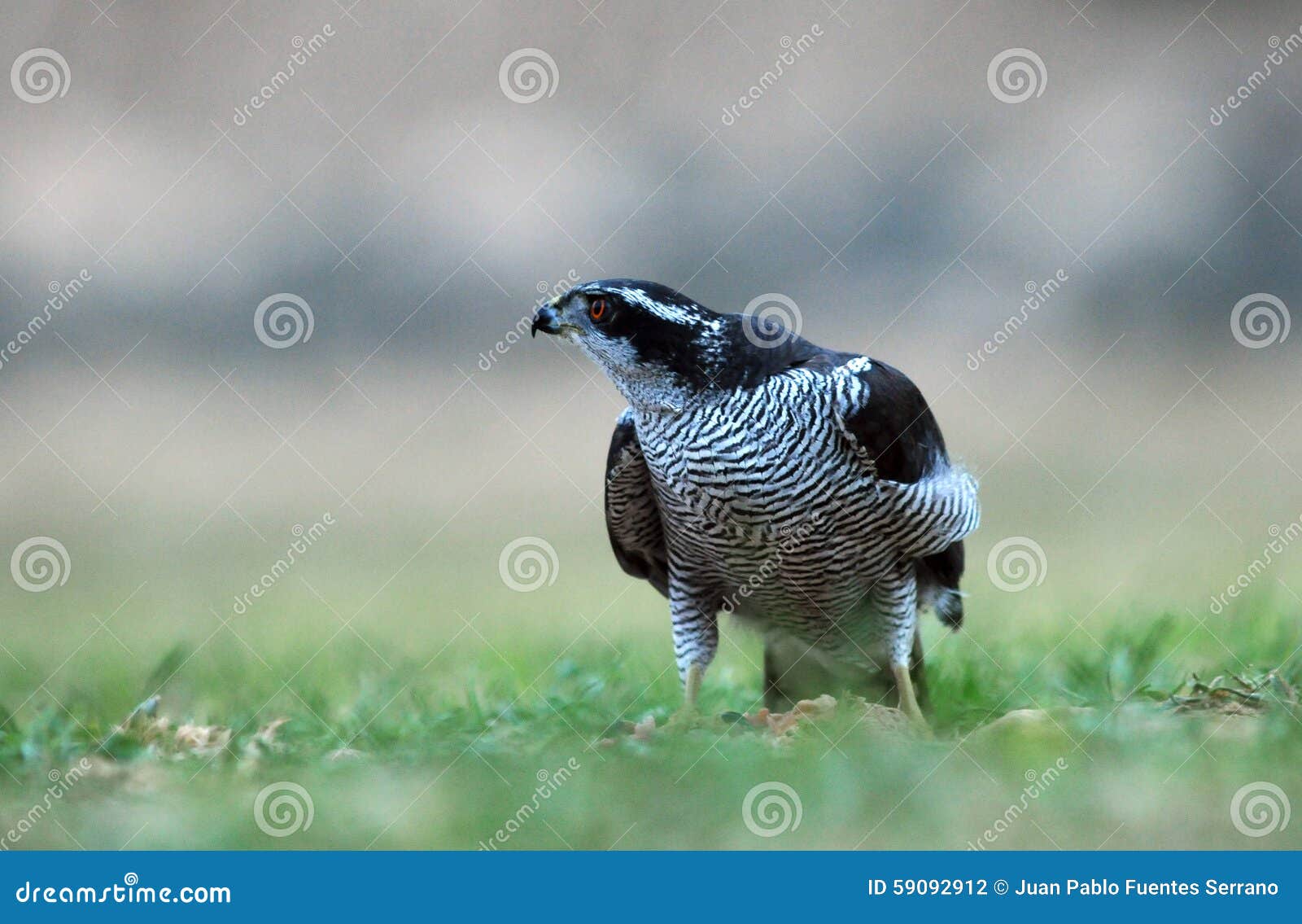Menacing hawk in the field stock photo. Image of dams - 59092912