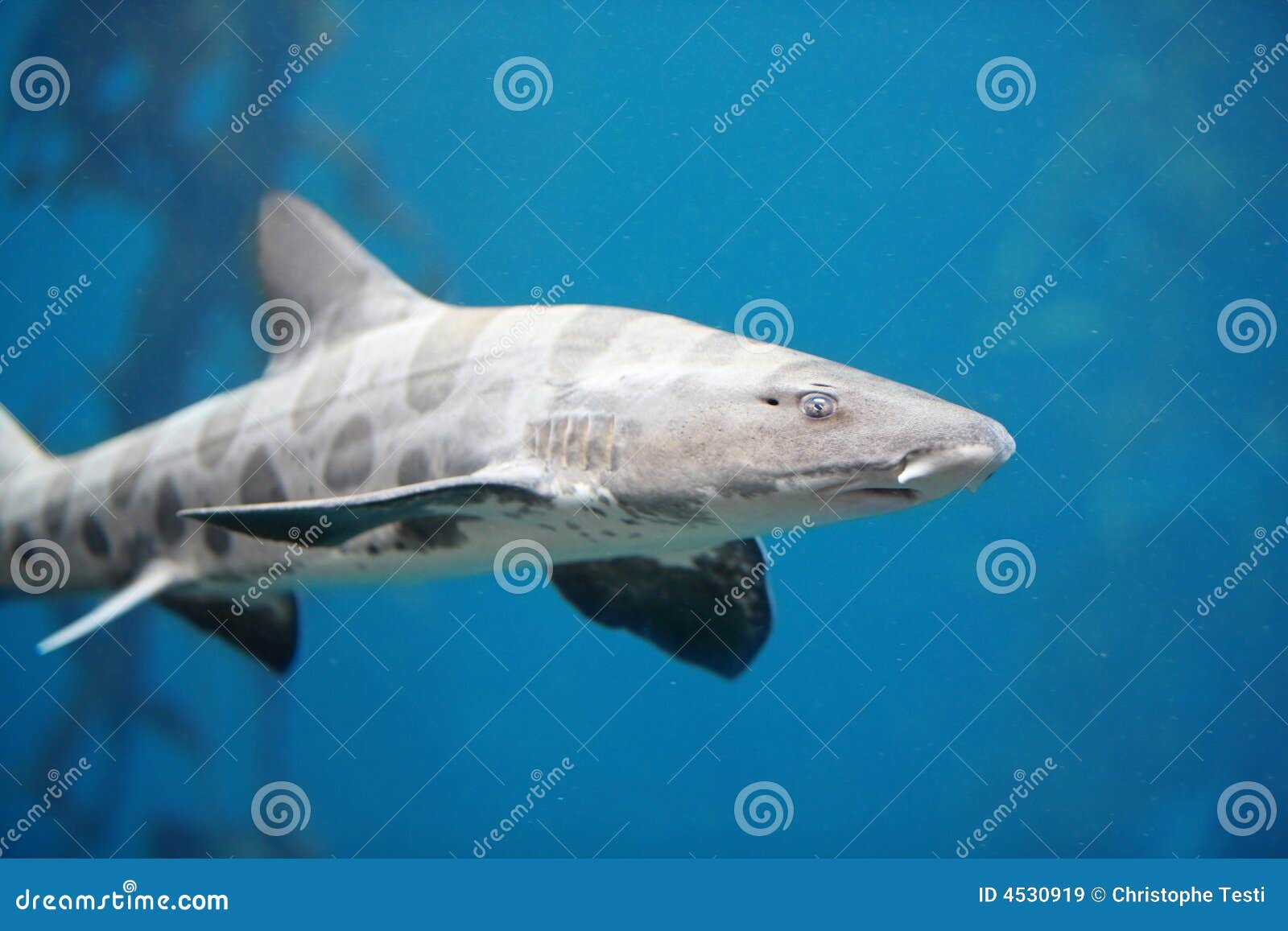 Menacing Leopard Shark stock image. Image of attack, danger - 4530919