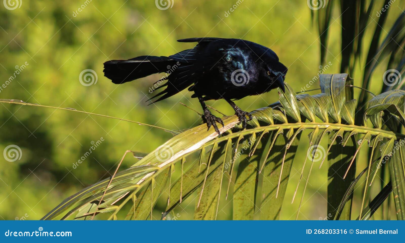 A menacing look stock photo. Image of look, grass, yellow - 268203316