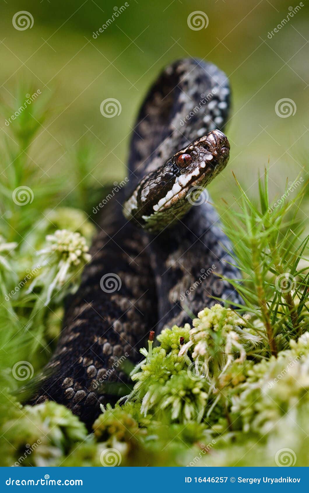 Menacing pose. stock image. Image of dangerous, blow - 16446257