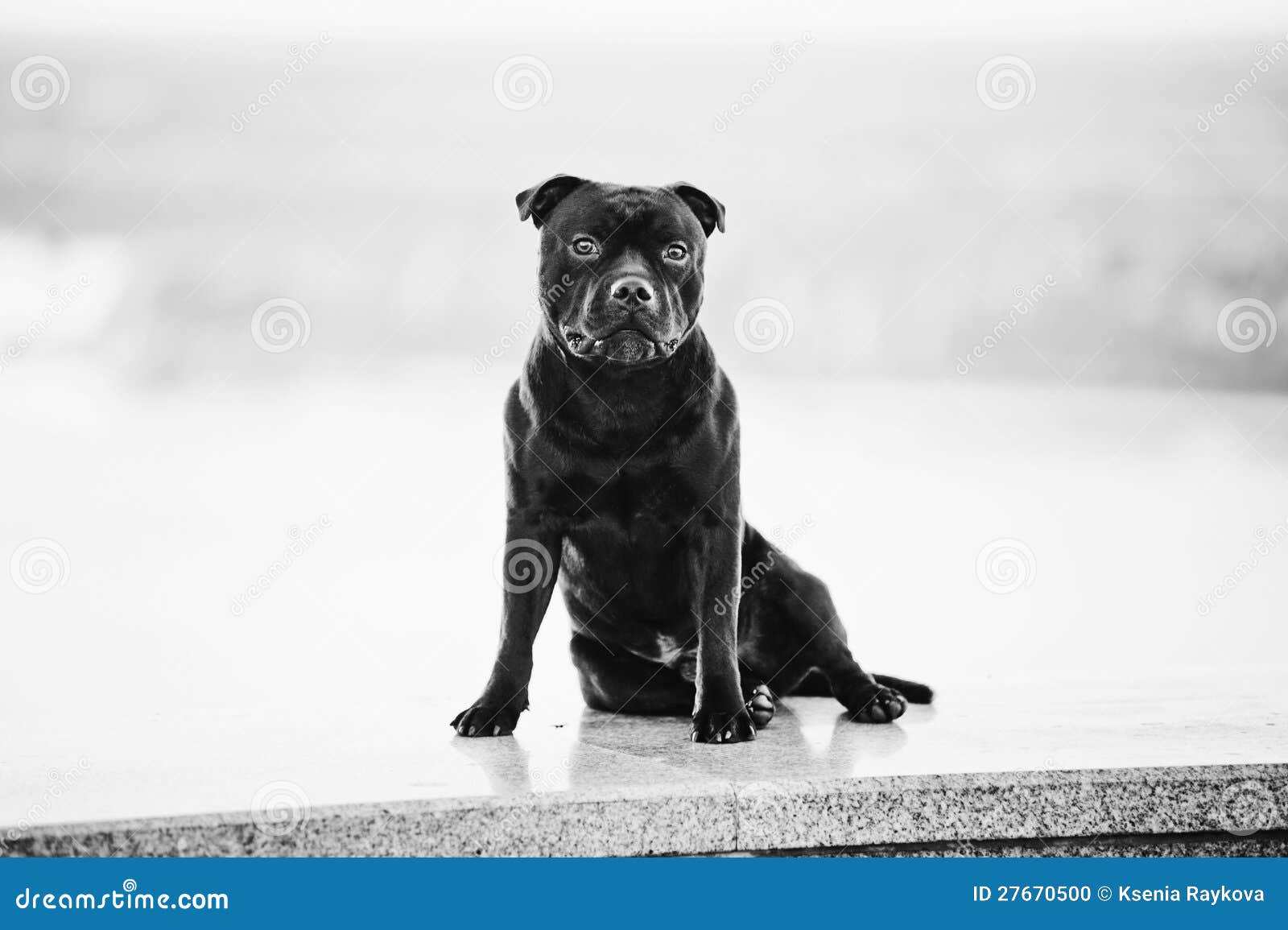 Menacing Proud Dog Terrier Sitting Stock Photo - Image of full, canine ...