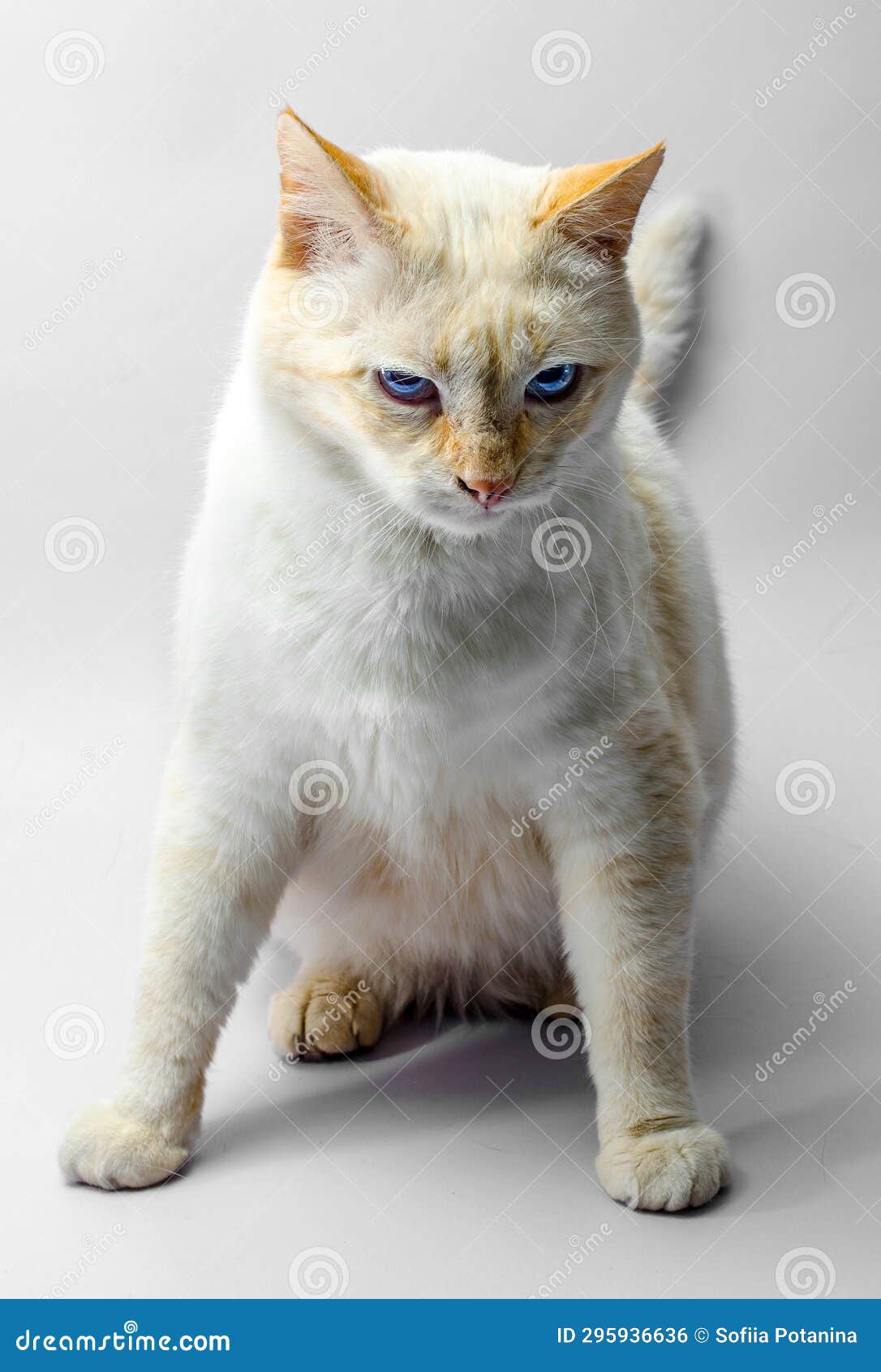 Menacing Red Cat with Blue Eyes Stock Photo - Image of disturbance ...