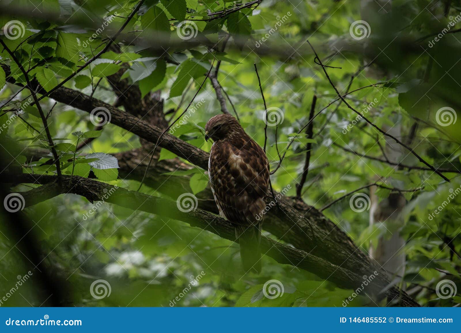 Menacing Red-Shouldered Hawk Stock Photo - Image of raptor, blur: 146485552