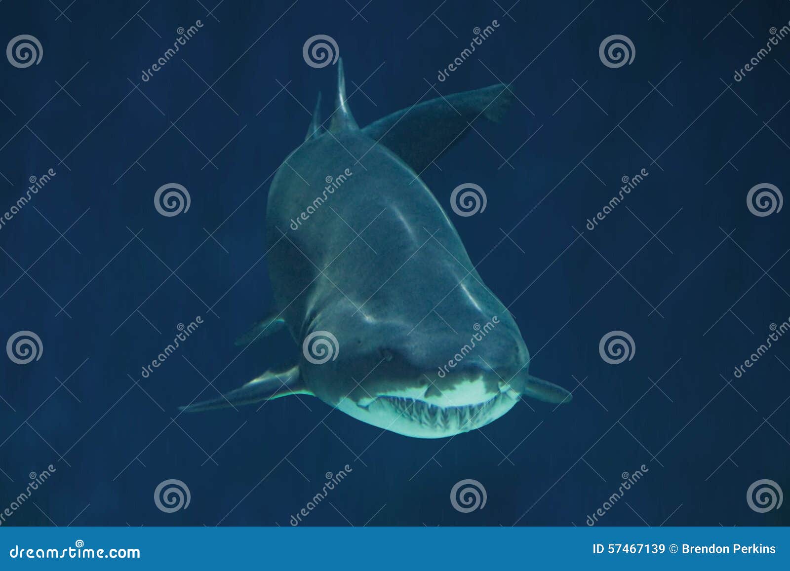 Menacing Shark stock image. Image of organism, blue, natural - 57467139