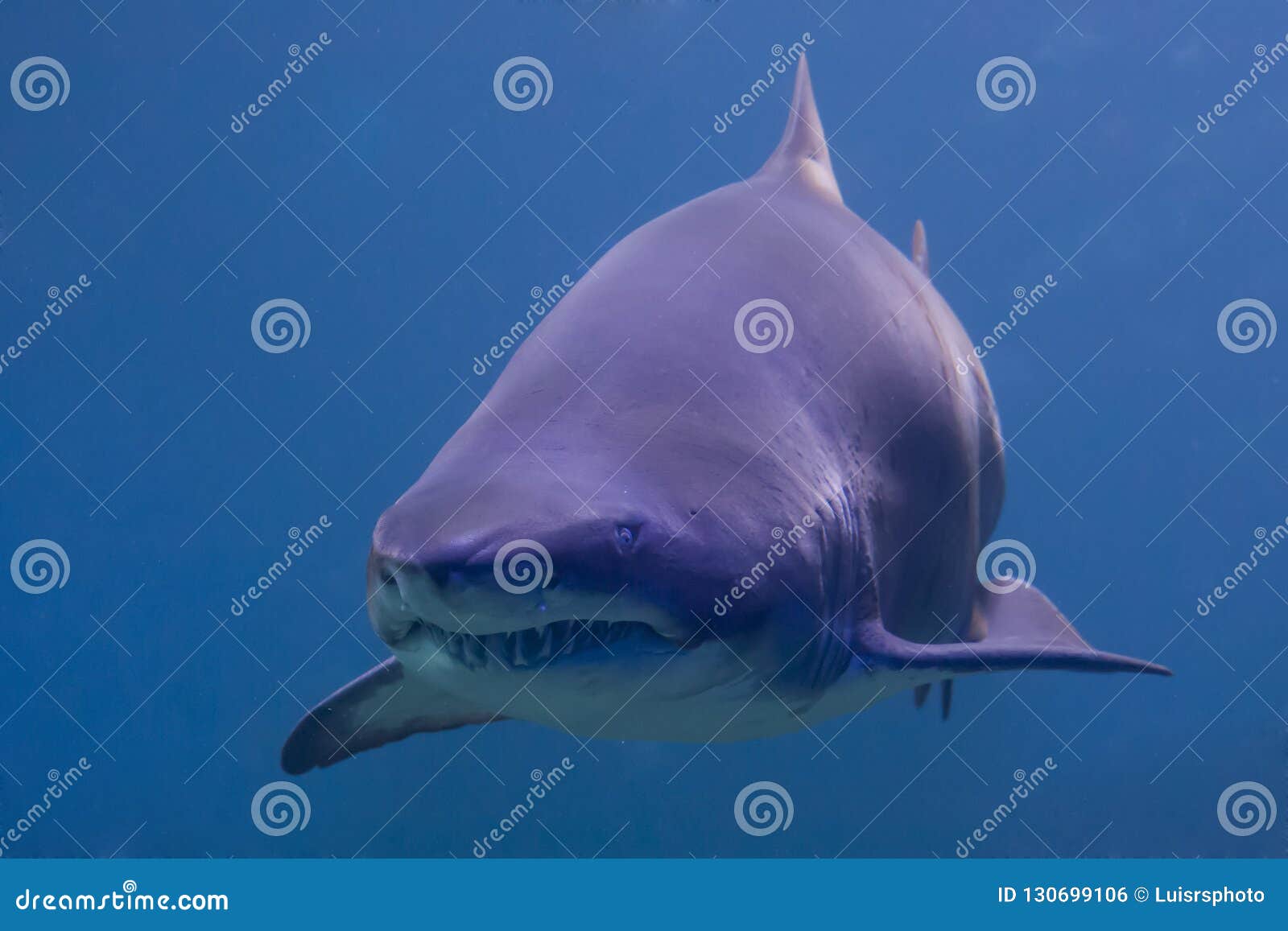 Menacing shark stock photo. Image of menacing, carcharodon - 130699106
