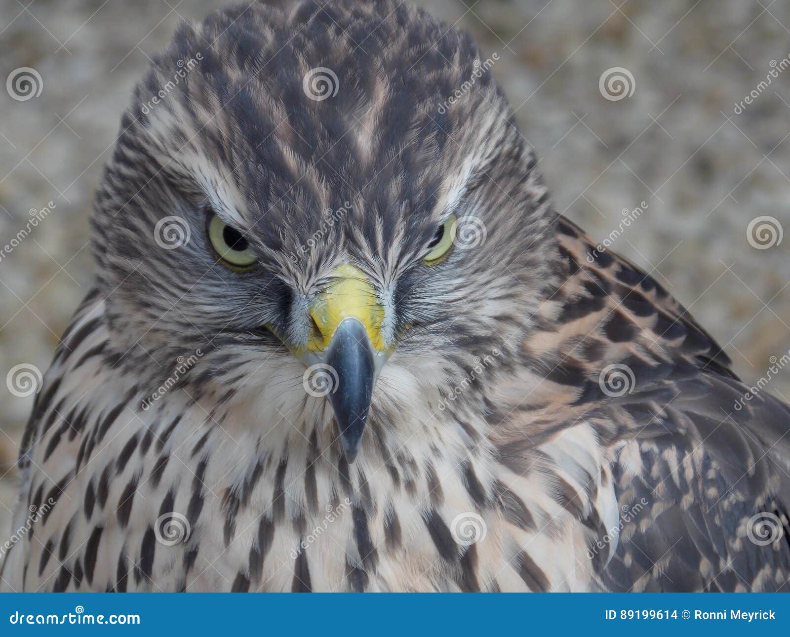A Menacing Stare stock photo. Image of piercingeyes, regal - 89199614